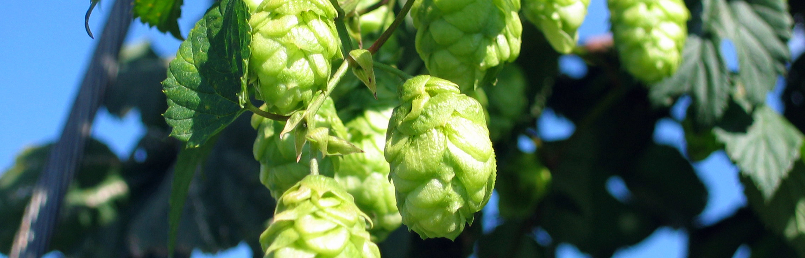 Who we are » About the Carlsberg Group « Carlsberg India